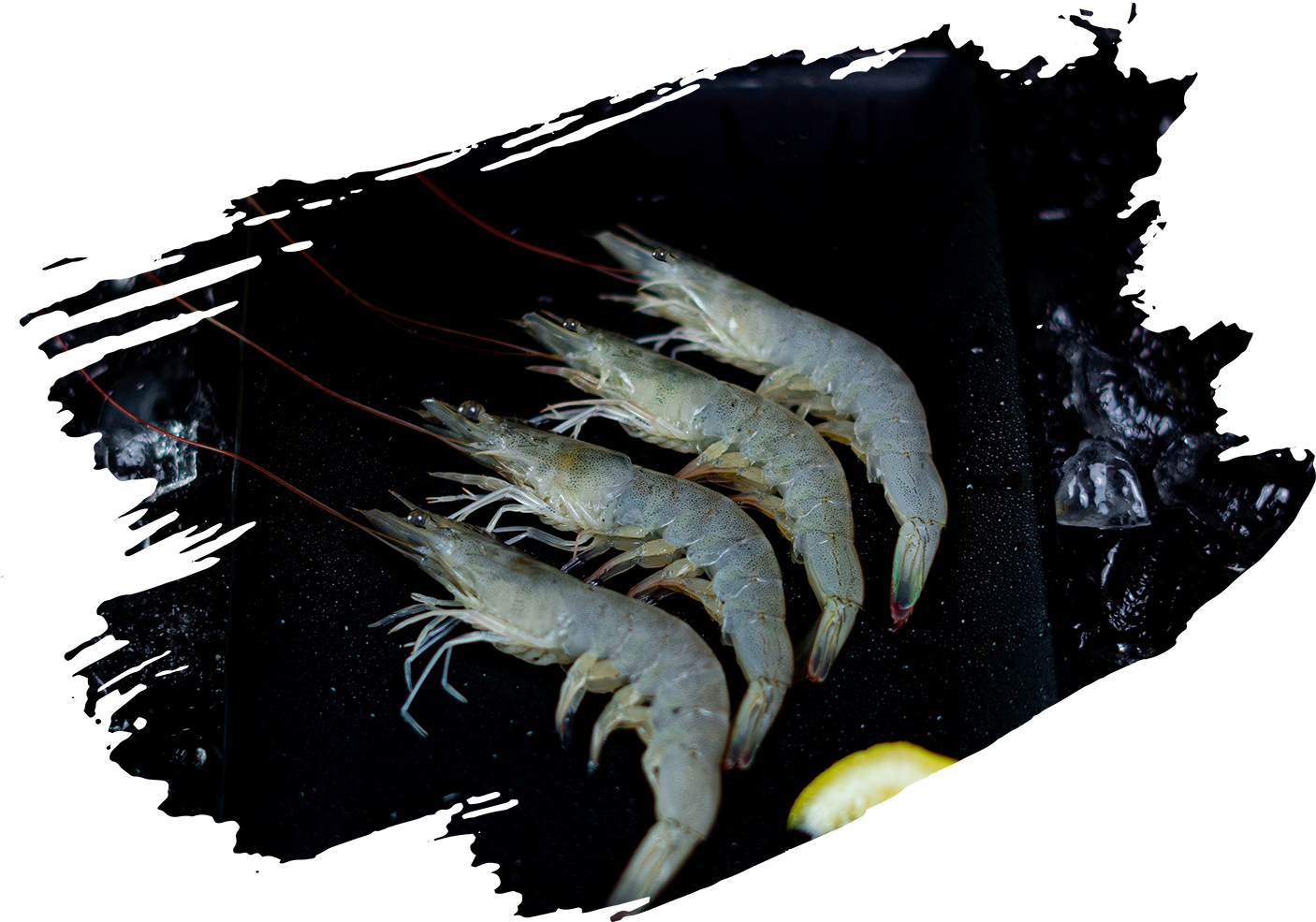 Your Best Seafood Resource - ICS Seafood